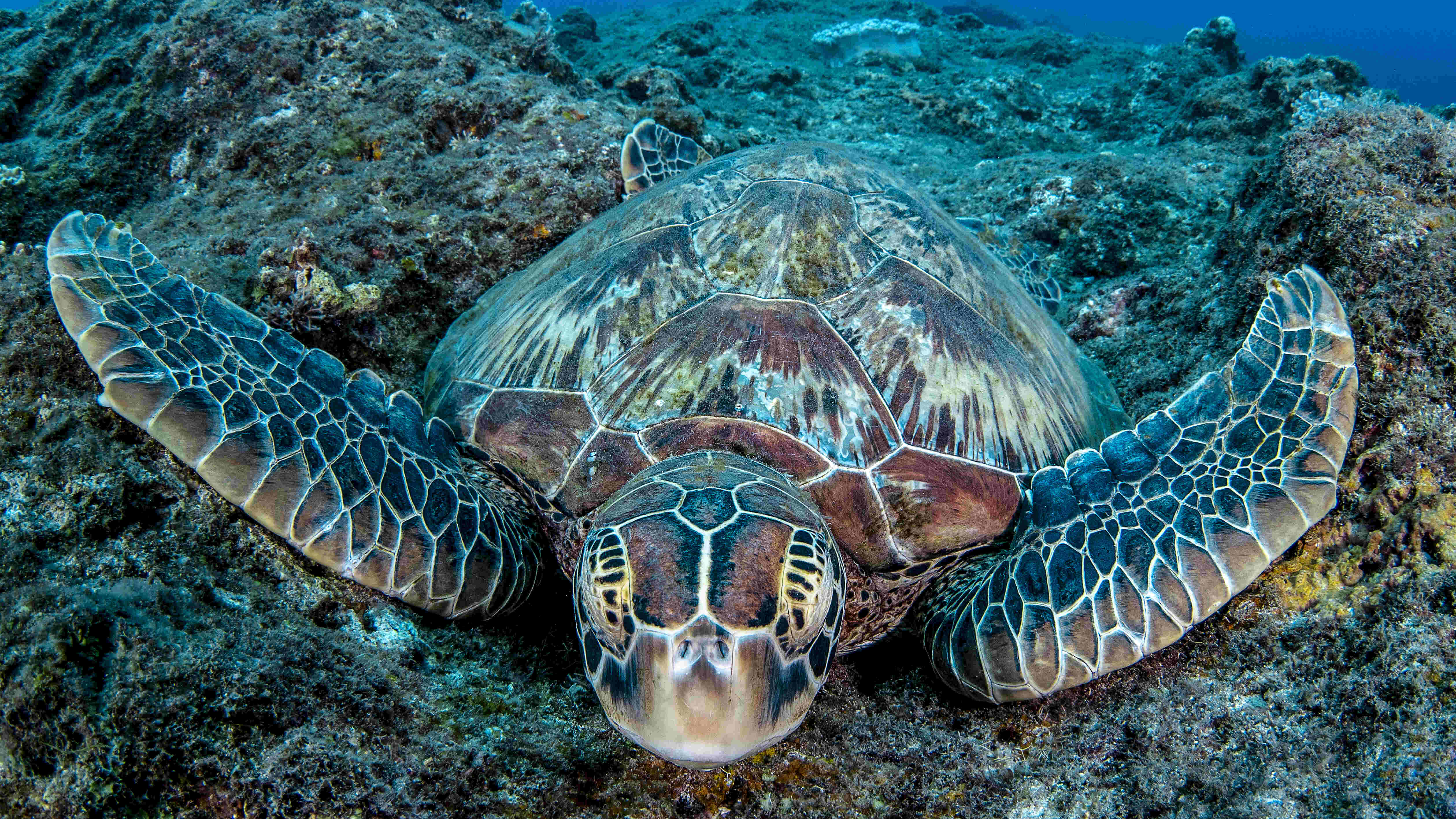 SEA TURTLE | Global Environmental Conservation Organization - WWF Indonesia